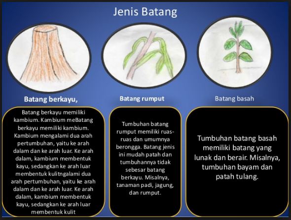 Bagian Tubuh Tumbuhan | Materi, Soal dan Pembahasan Lengkap SD dan SMP