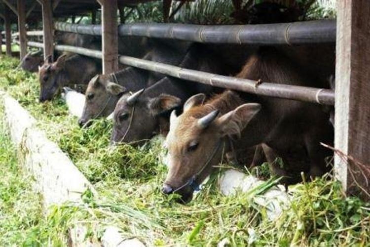 Nutrisi Pakan Ternak Kerbau - farmingcenter