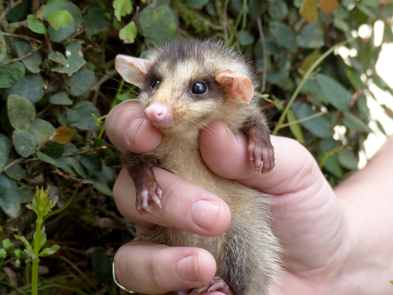 Patrulha Ambiental Itinerante: Vamos proteger os Gambás ou Saruê