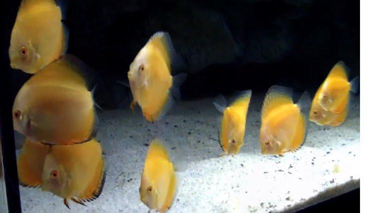 Fish Zone: discus fish care and breeding