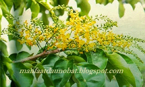 Rahasiah Manfaat Khasiat Tanaman Angsana | Cara Pengobatan Tradisional