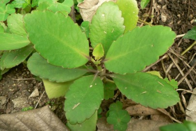DA AMAZÔNIA PARA O MUNDO: CONHEÇA AS PROPRIEDADES MEDICINAIS DA CORAMA ...