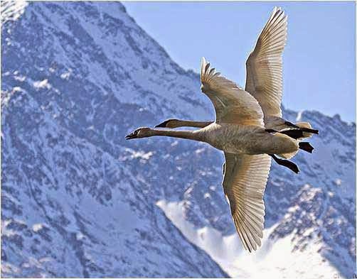 Cool Pictures, Images & Photos For Facebook: Awesome Birds Profile Pics