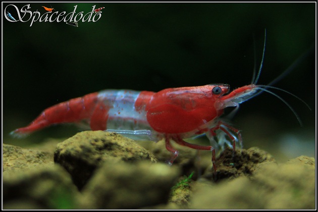 spacedodo shrimps: Néocaridina Heteropoda heteropoda Var Sakura Rili