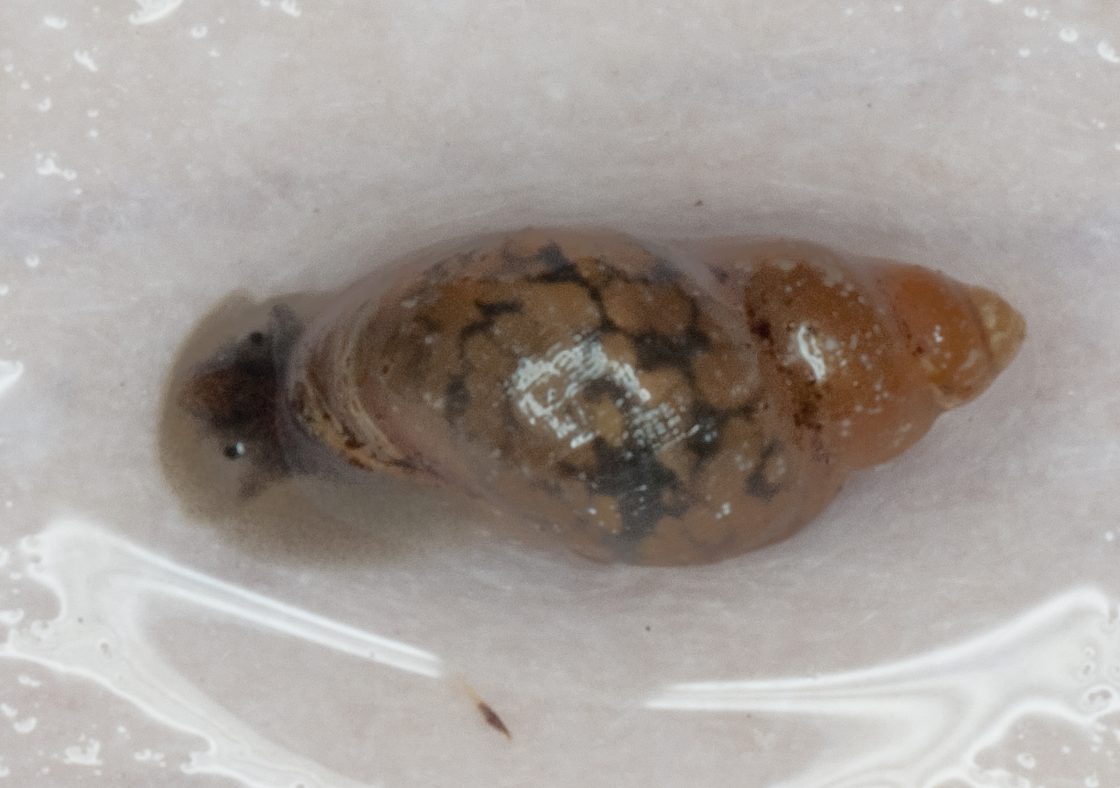 Land Snails and Slugs of Pennsylvania and New York