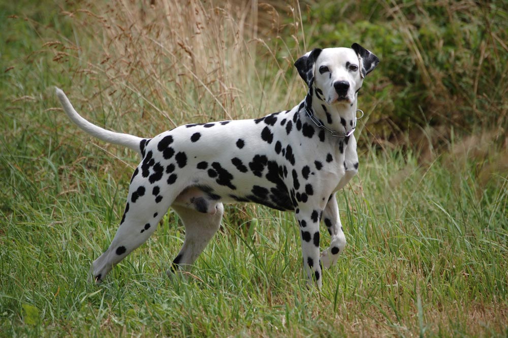 Mundo Perruno: Dálmata