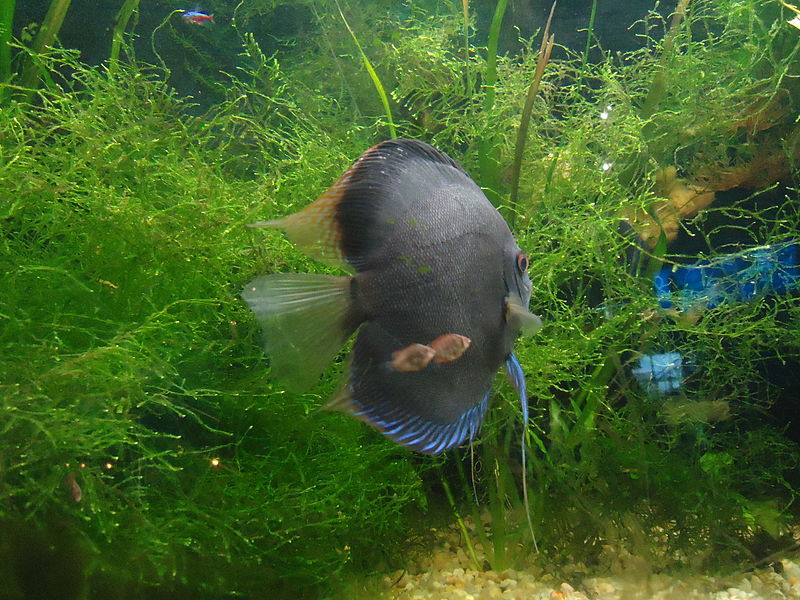 Discus: Budidaya Ikan Discus