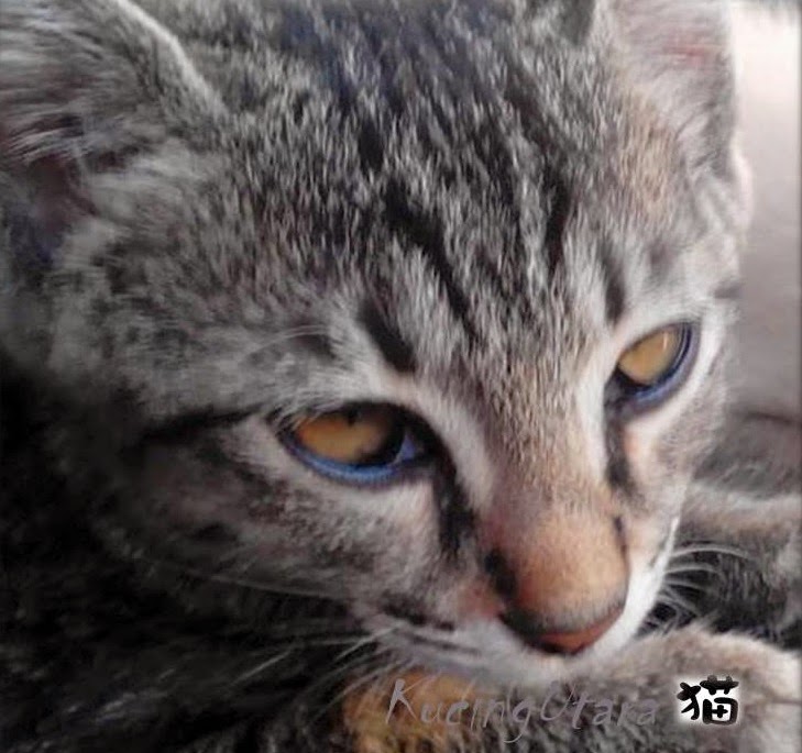 Kucing Utara: Ketumbuhan di pusat kucing