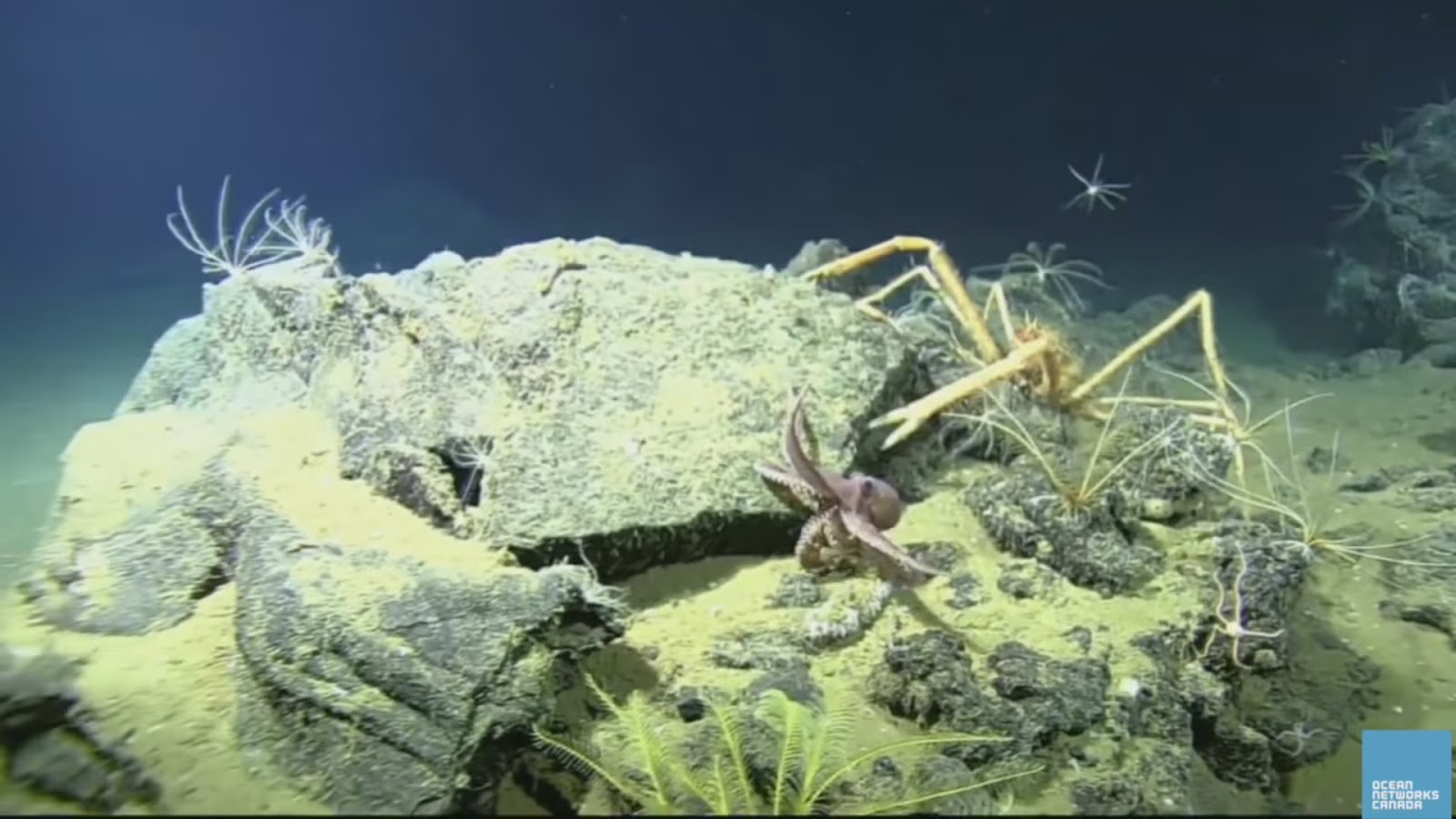 Real Monstrosities: Attack of the Giant Snip-snip