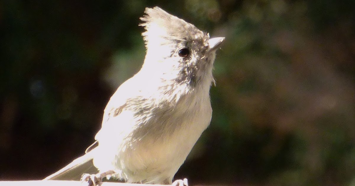 Geotripper's California Birds: An Oak Titmouse, the Quintessential ...