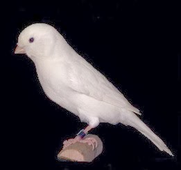 Aviario Tio Lino: EL PIOJILLO