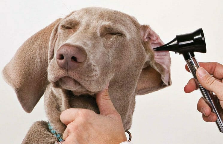Dog Ear Infections: Symptoms & Treatment | Australian Dog Lover
