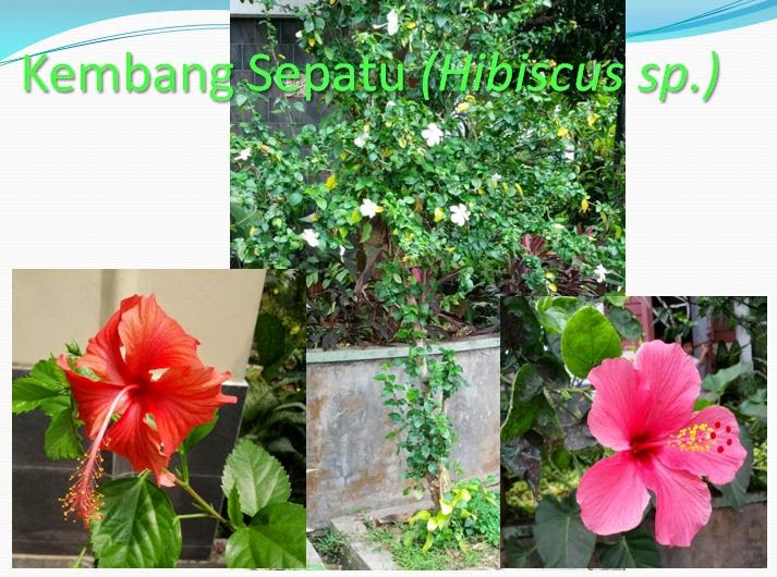 Contoh Taman Tropis: Contoh Taman Tropis - Tropical Garden Inspiration