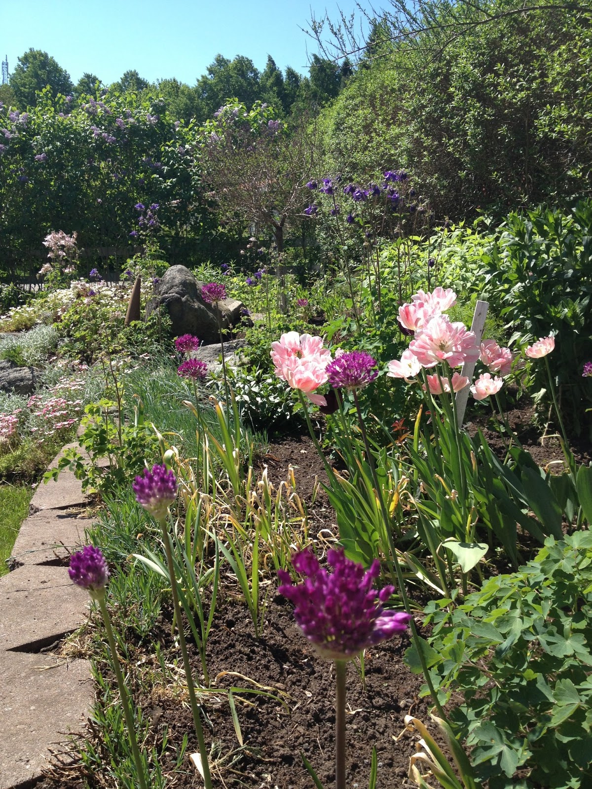 Draganasgarden: Tulipan, jorgovan