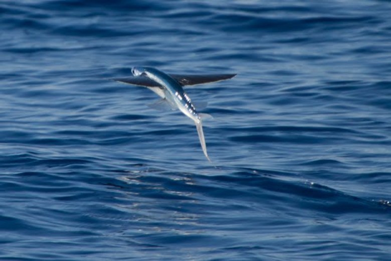 ΧΕΛΙΔΟΝΟΨΑΡΟ (FLYING FISH) photos - wallpapers | the fun bank