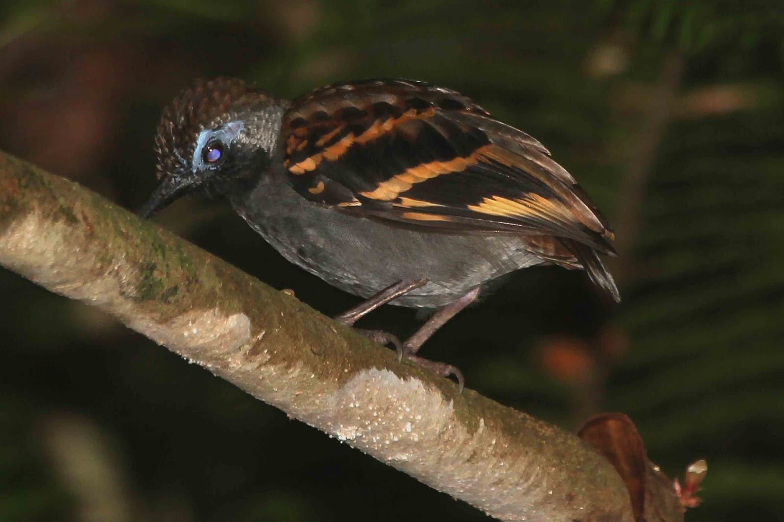 Streaked Xenops at Río Mono, a report by Bill Adsett