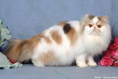 Ovaltes: DILUTE CALICO CAT HIGH QUALITY COLOR