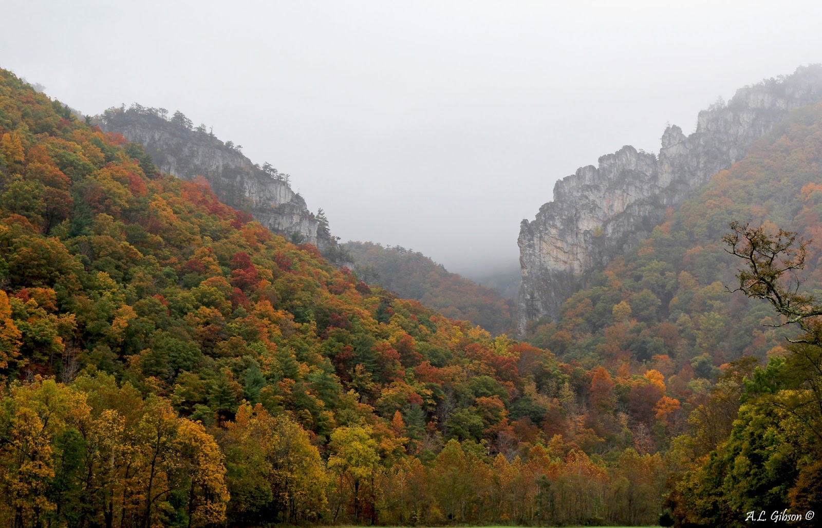 The Buckeye Botanist: West Virginia's Seneca and Champe Rocks