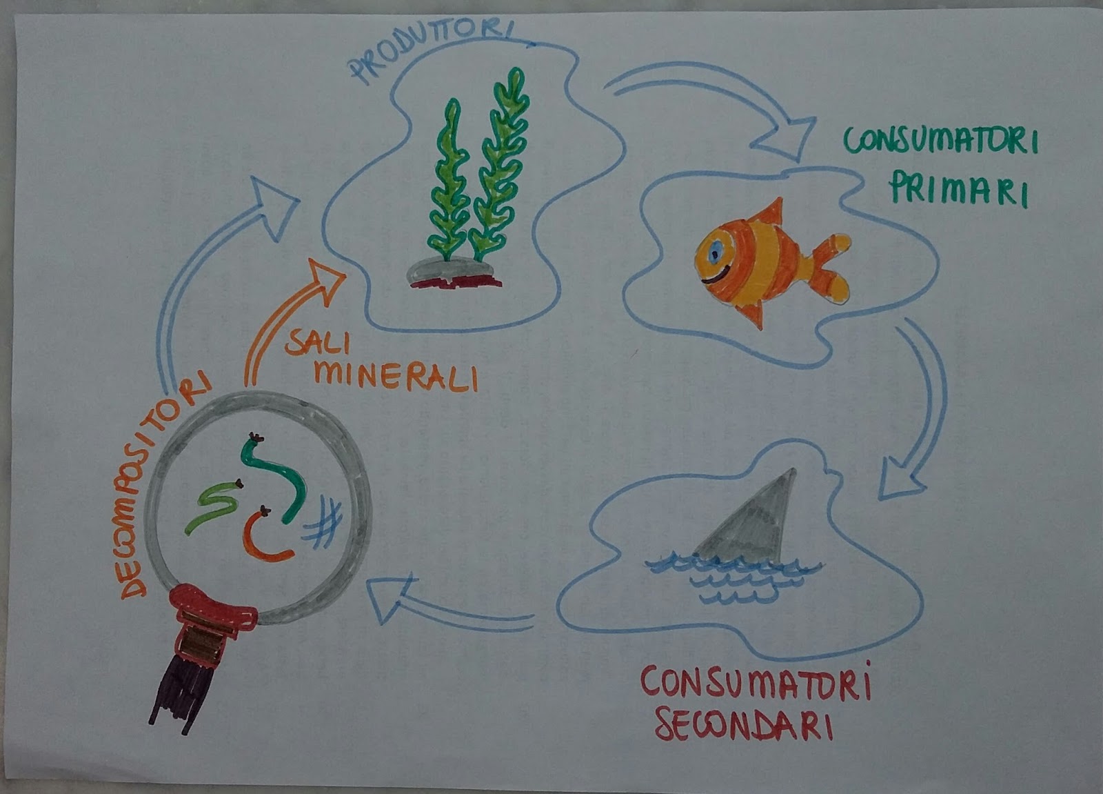 Unconventional Mom: Mind Map : La catena alimentare (terza elementare )