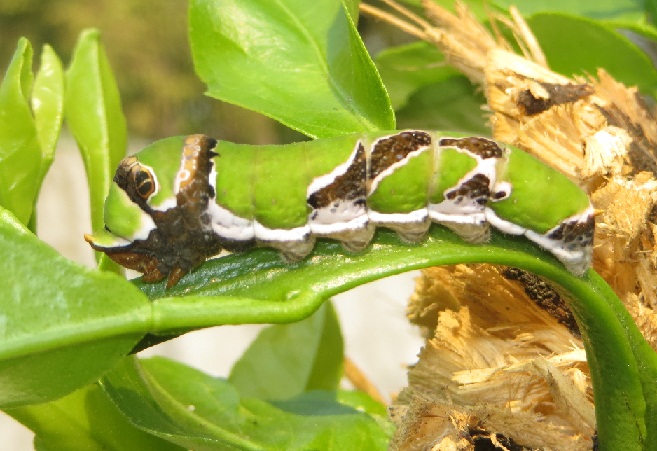 Nature Snaps: The Citrus Swallowtail Butterfly