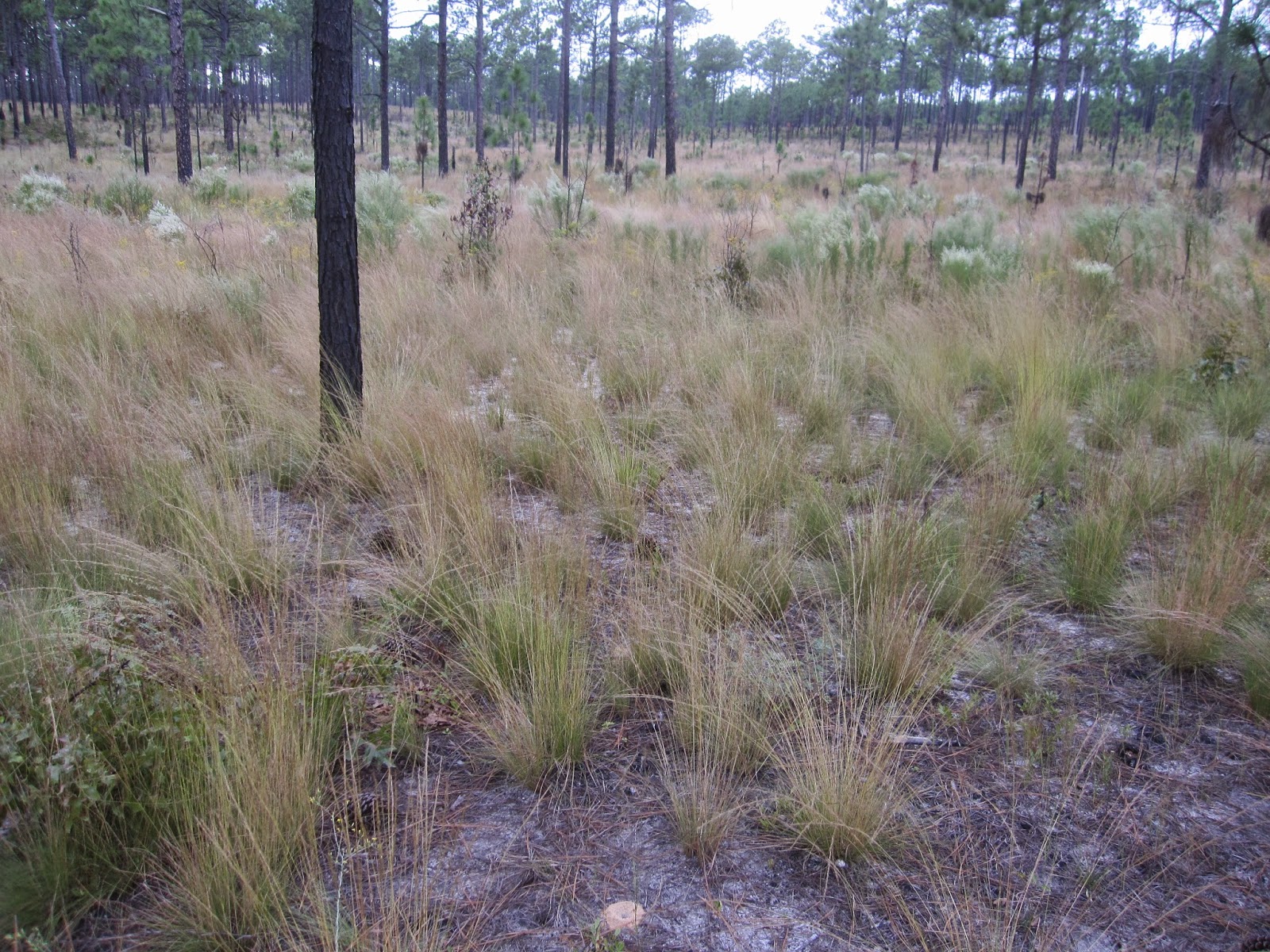 Our Neck of the Woods: Of smut and wiregrass...