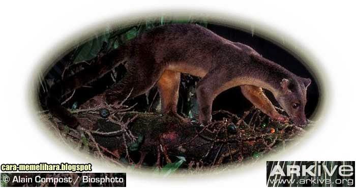 Ciri Musang Sulawesi