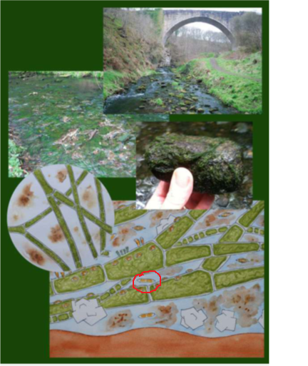 Diatom of the month – July 2016: Nitzschia amphibia - simpple025