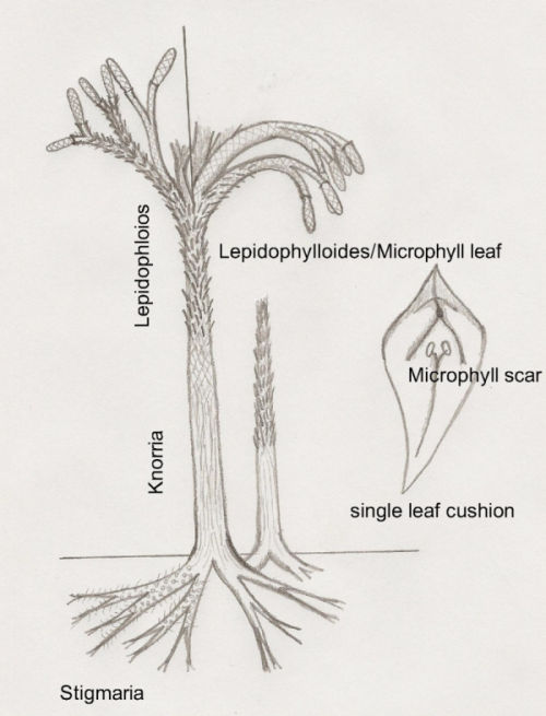 History of Geology: Enter the Coal Swamp Forest: The giant Lycopsid