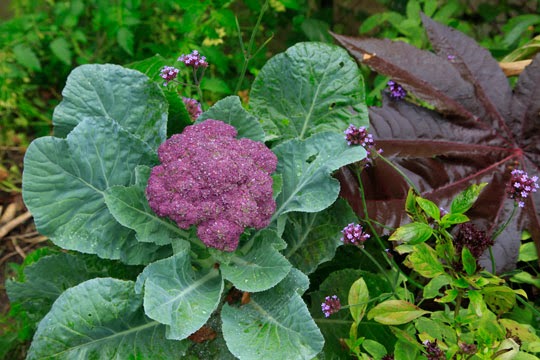 Seminte si plante de gradina hobby: Conopida mov