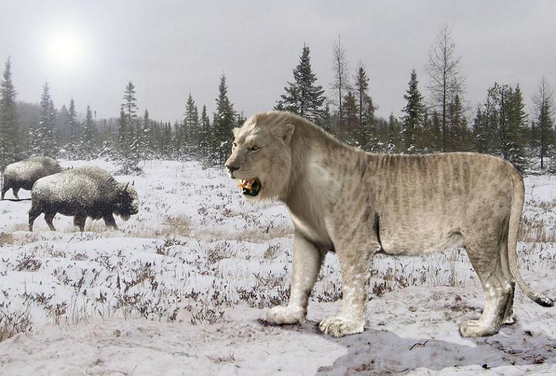 El león de las cavernas. El felino que surgió del frío.