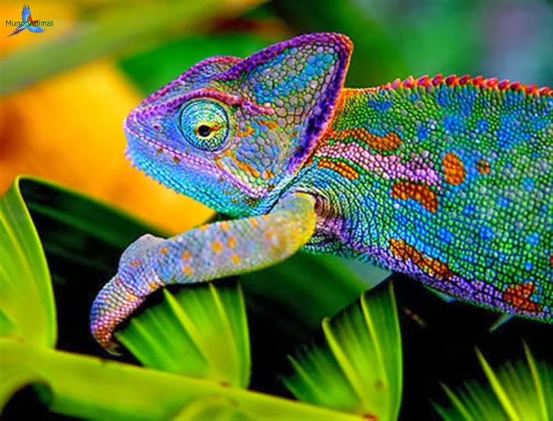 Camaleão ~ Mundo Animal