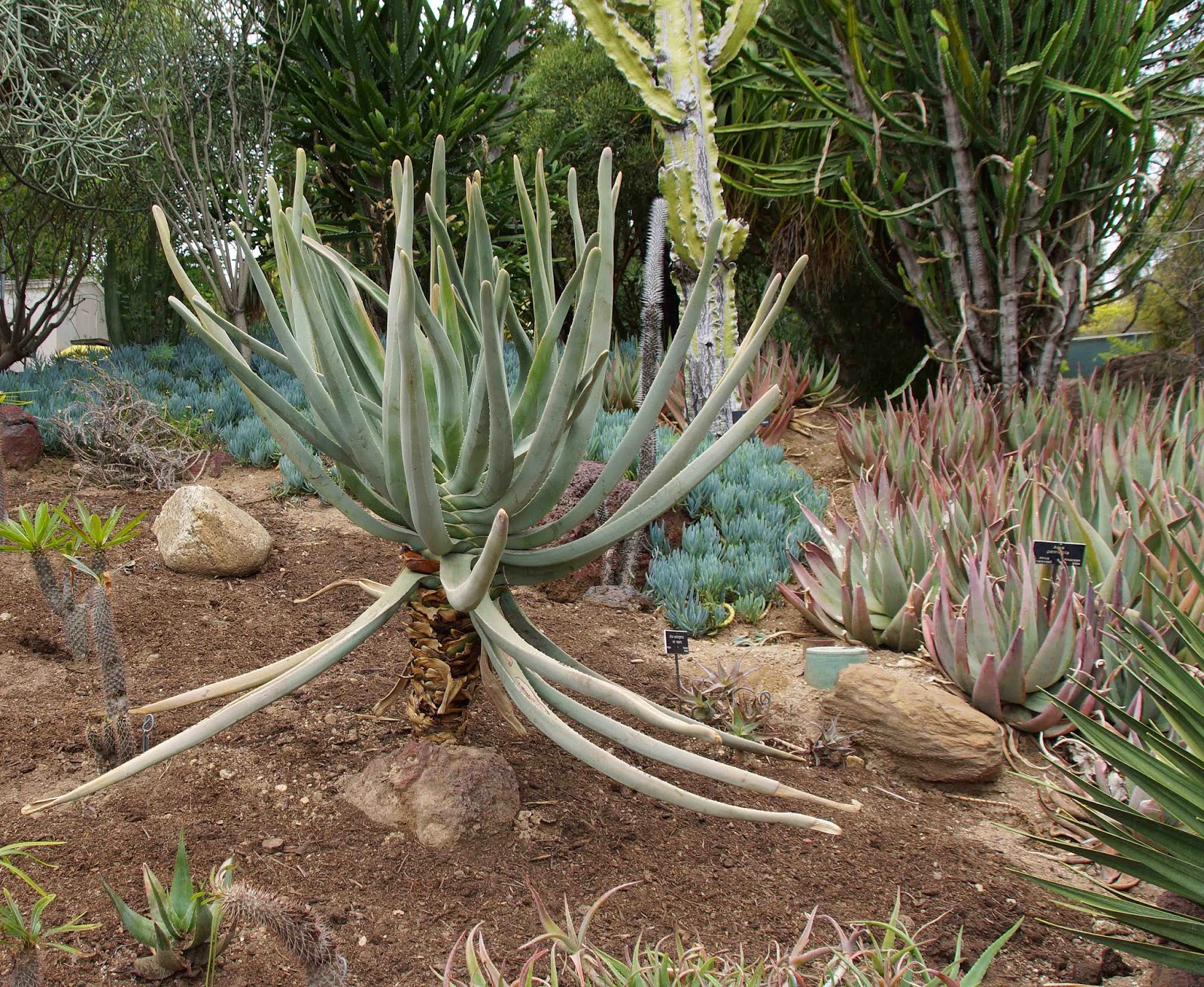 Aloe suzannae And May Blooming Aloes At The Huntington