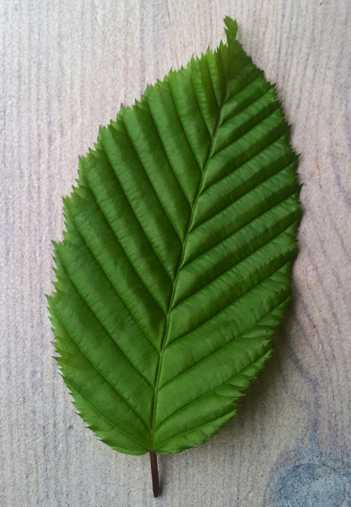 gras van jonker: Beukenblaadjes stamppot?