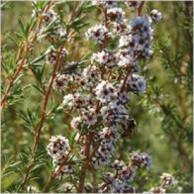 AROMATERAPIA QUÂNTICA (Aromatologia e Aromacologia) : ÓLEO ESSENCIAL DE ...