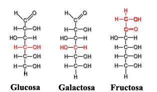 Blog de biomedicina: 3.2. Carbohidratos