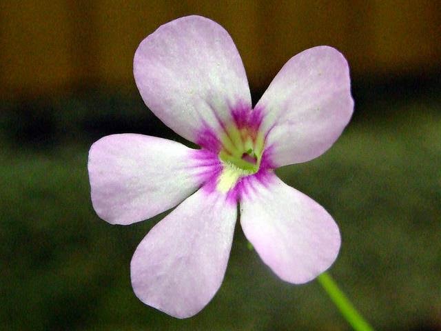 O Botânico Carnívoro : As Armadilhas Aquáticas da Família Lentibulariaceae