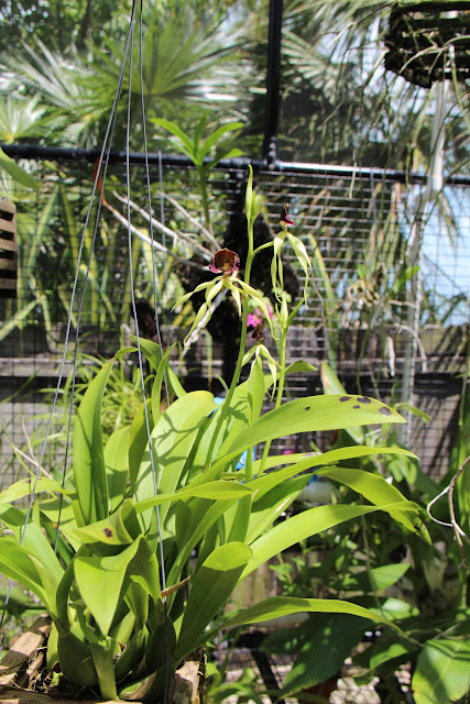The Diary of The Botanic Gardens at Kona Kai: Octopus Orchid And The ...