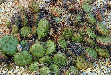 Hoot Owl Hollow: More Cactus