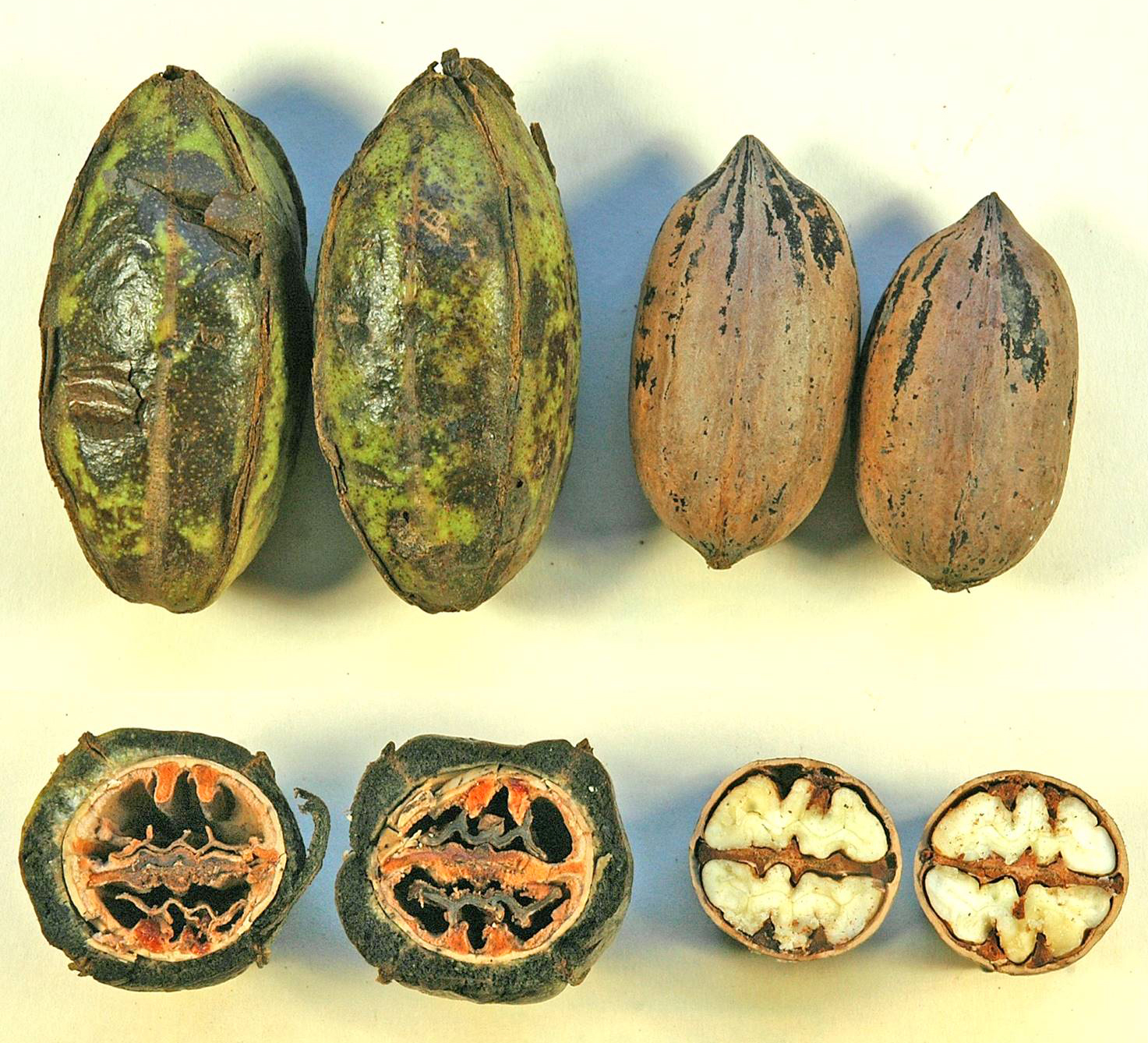 Northern Pecans: Stick-tights: When a pecan kernel doesn't develop inside