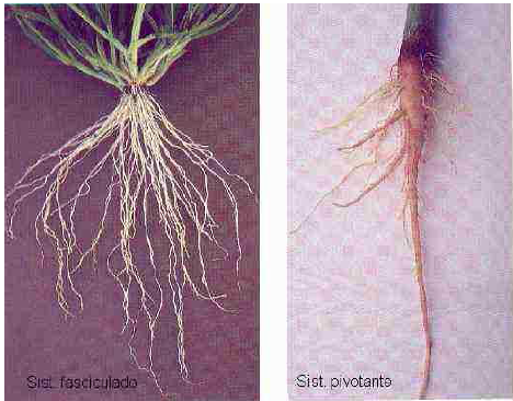 Você e as Ciências: Morfologia e Anatomia Vegetal