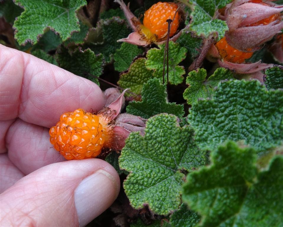 Redmond Neighborhood Blog: John Reinke discovers the Crinkle-leaf Creeper