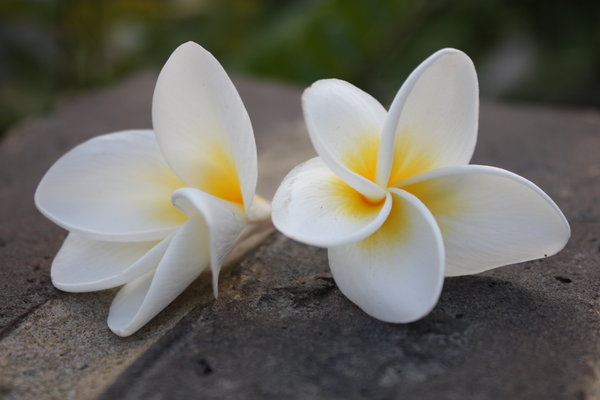 Flower Homes: Delicate Flowers