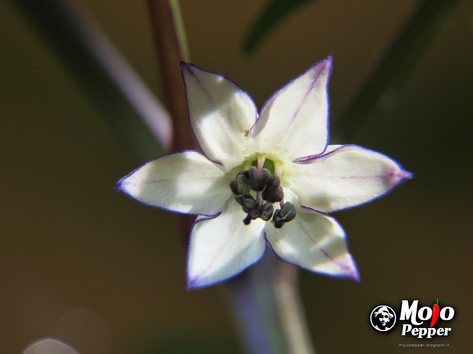 The Mojo Pepper - Just a Chili Pepper grower: Chenzo chili pepper Annuum