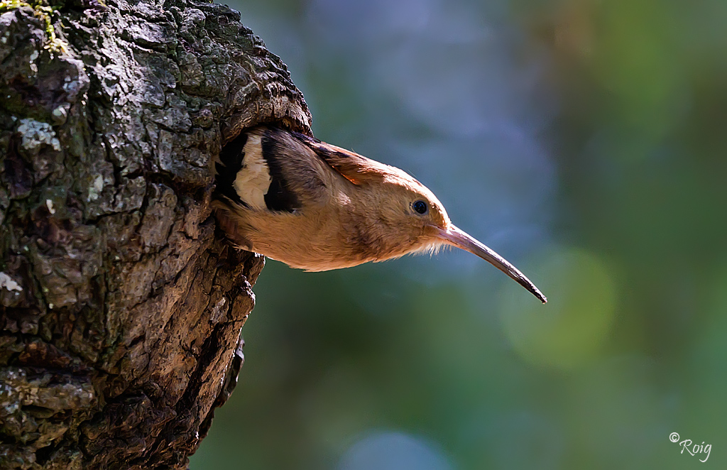 FotoRoig: Puput (Upupa epops)