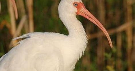 Clancy Tucker's Blog: 7 June 2018 - FACTS ABOUT THE IBIS
