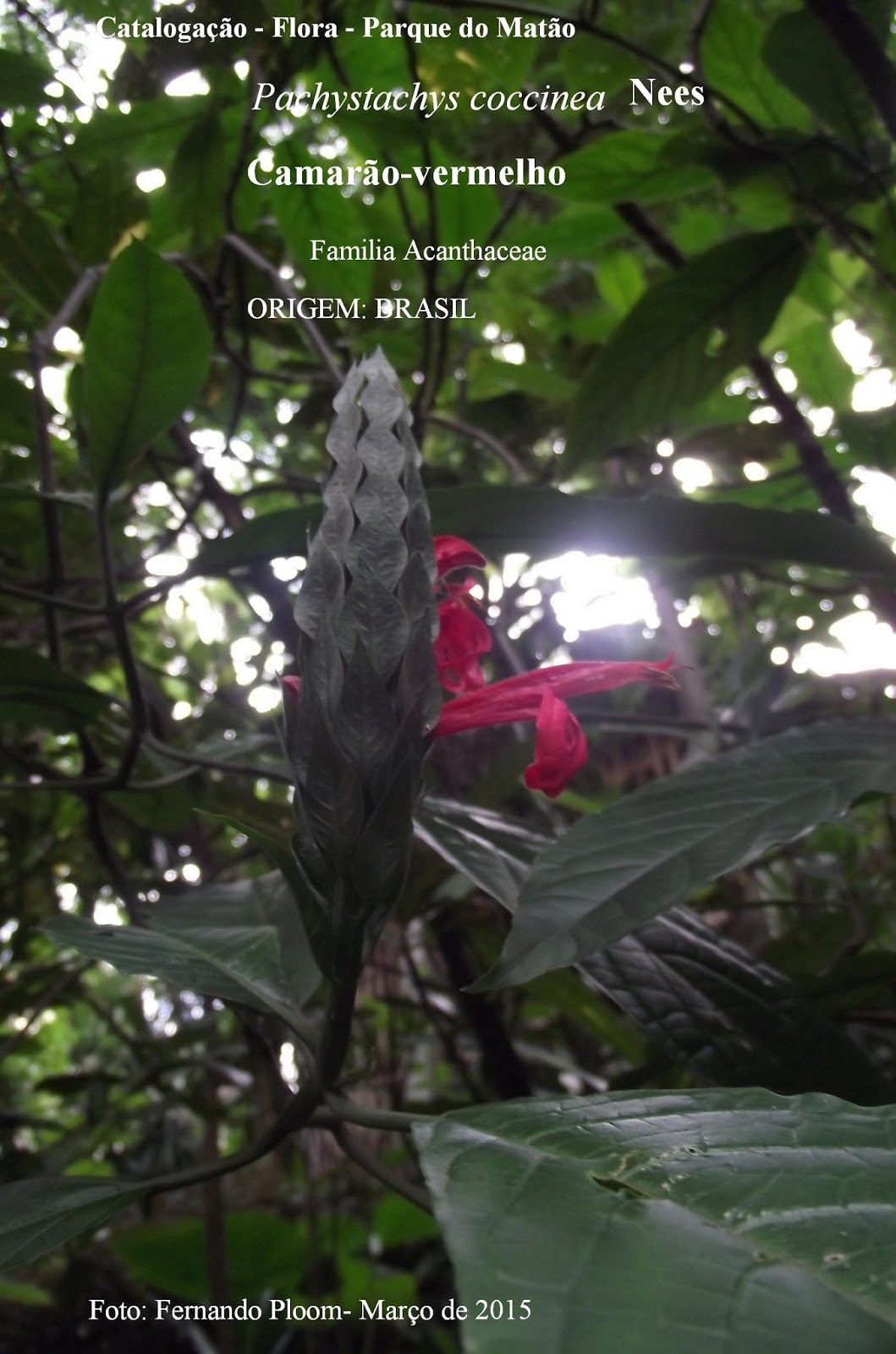 Naturalista Votorantinense: Pachystachys coccinea - planta' Camarão ...