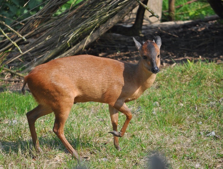 ZOOTOGRAFIANDO (6.100 ANIMALS): DUIKER DEL NATAL / NATAL RED DUIKER ...