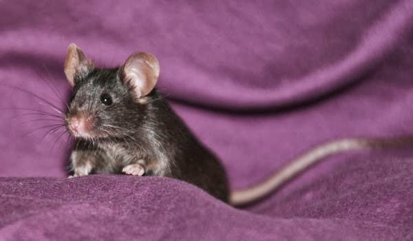 Aparate cu ultrasunete anti soareci, sobolani si alte rozatoare ...