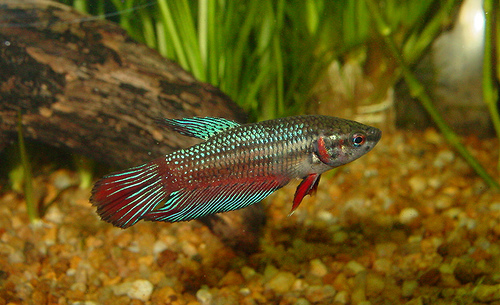 Shamudra Bilash: Betta & Gourami Fish