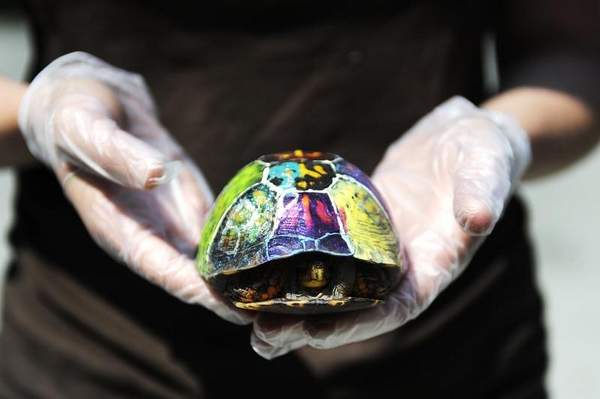 White Wolf : Wildlife center rescues a turtle covered in graffiti (Video)